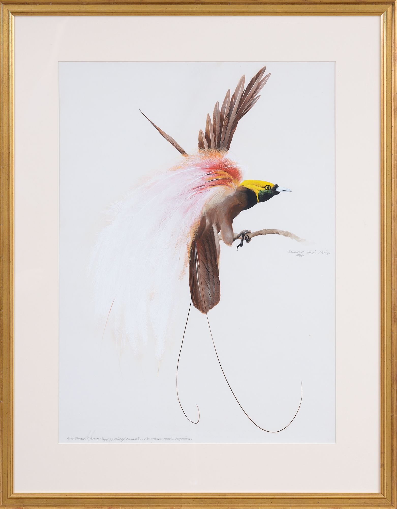 Raymond Harris Ching | Red Plumed (Count Raggi's Bird of Paradise ...