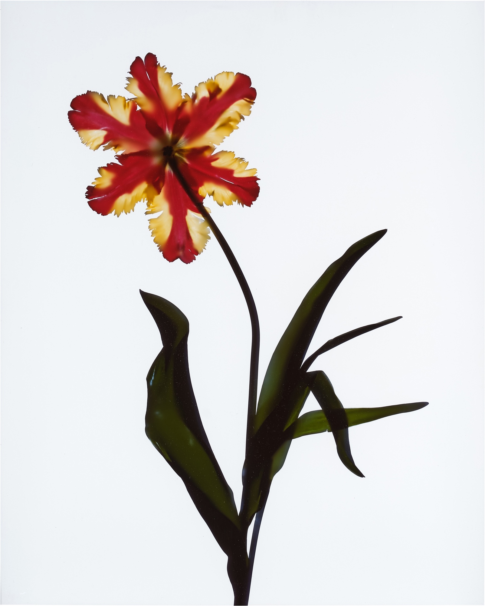 Adam Fuss | From the Series 'My Ghost' (1999) | MutualArt