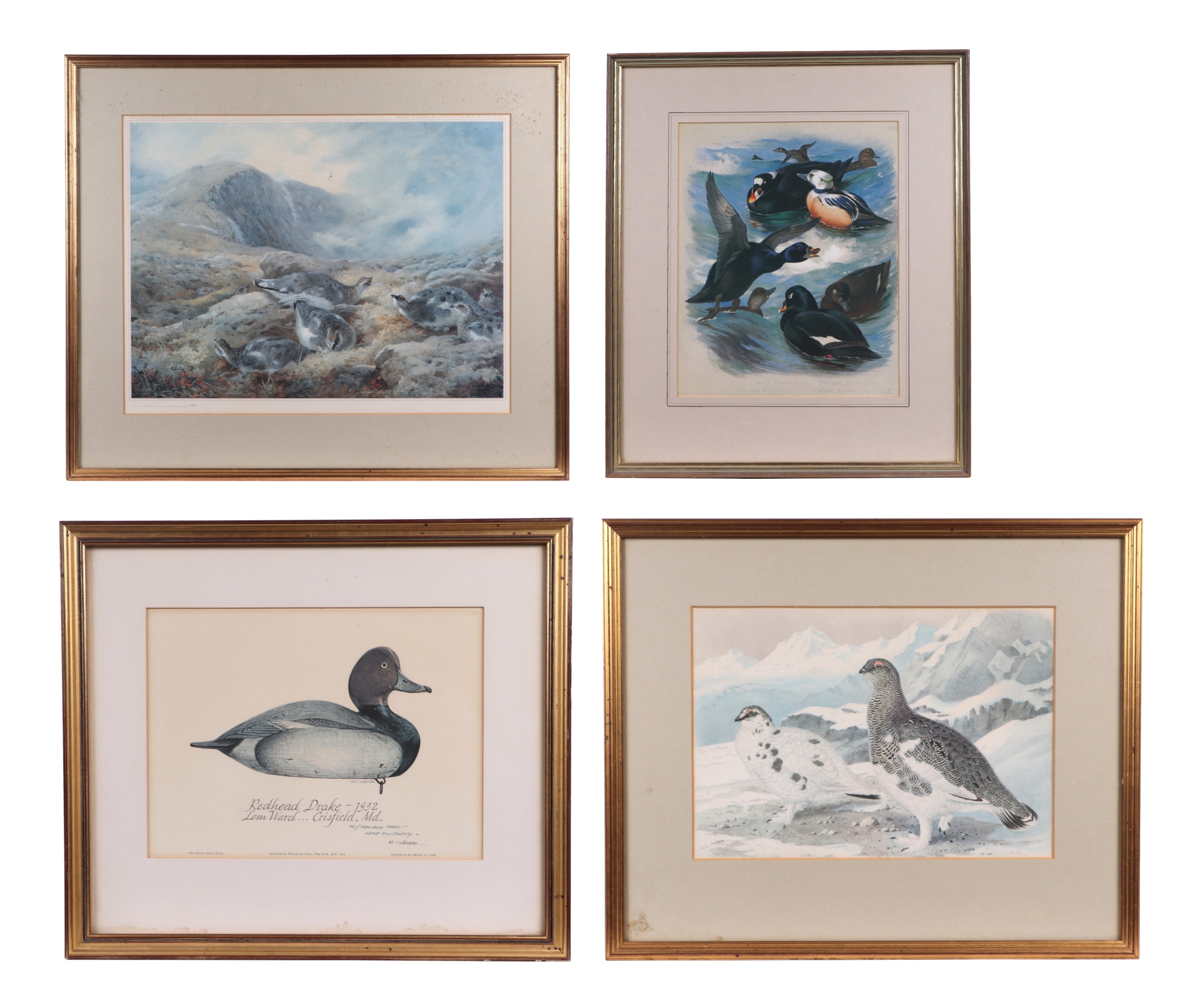 Archibald Thorburn | Jay (1917) | MutualArt