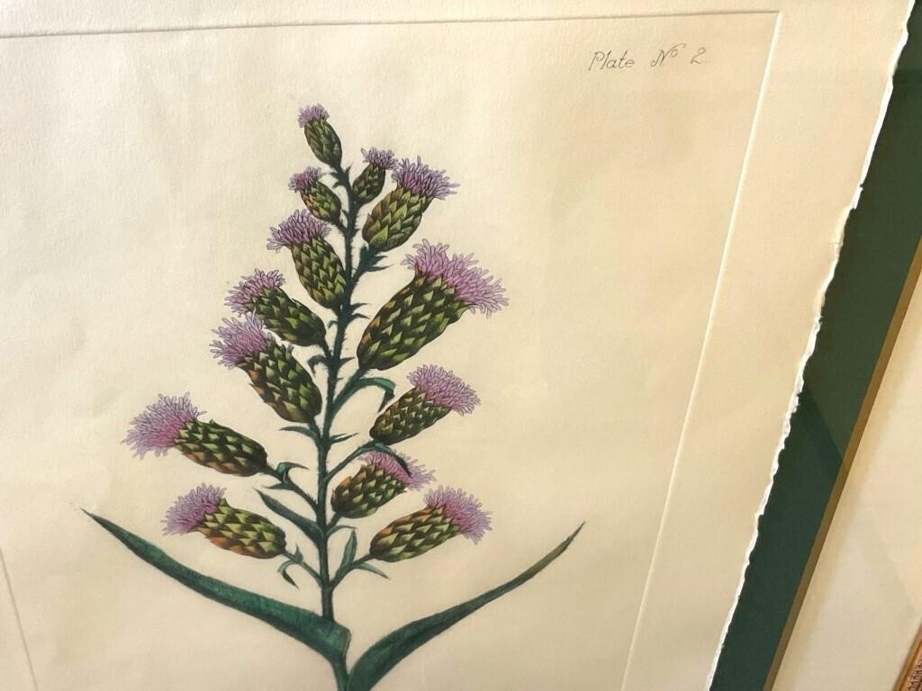 Dan Mitra | Dan Mitra Botanical Print | MutualArt