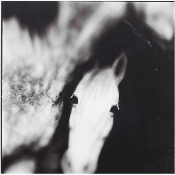Keith Carter | Bella (1998), | MutualArt