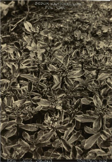 Henry B. Goodwin | Sedum Kamichatucun, 1929 (1929) | MutualArt