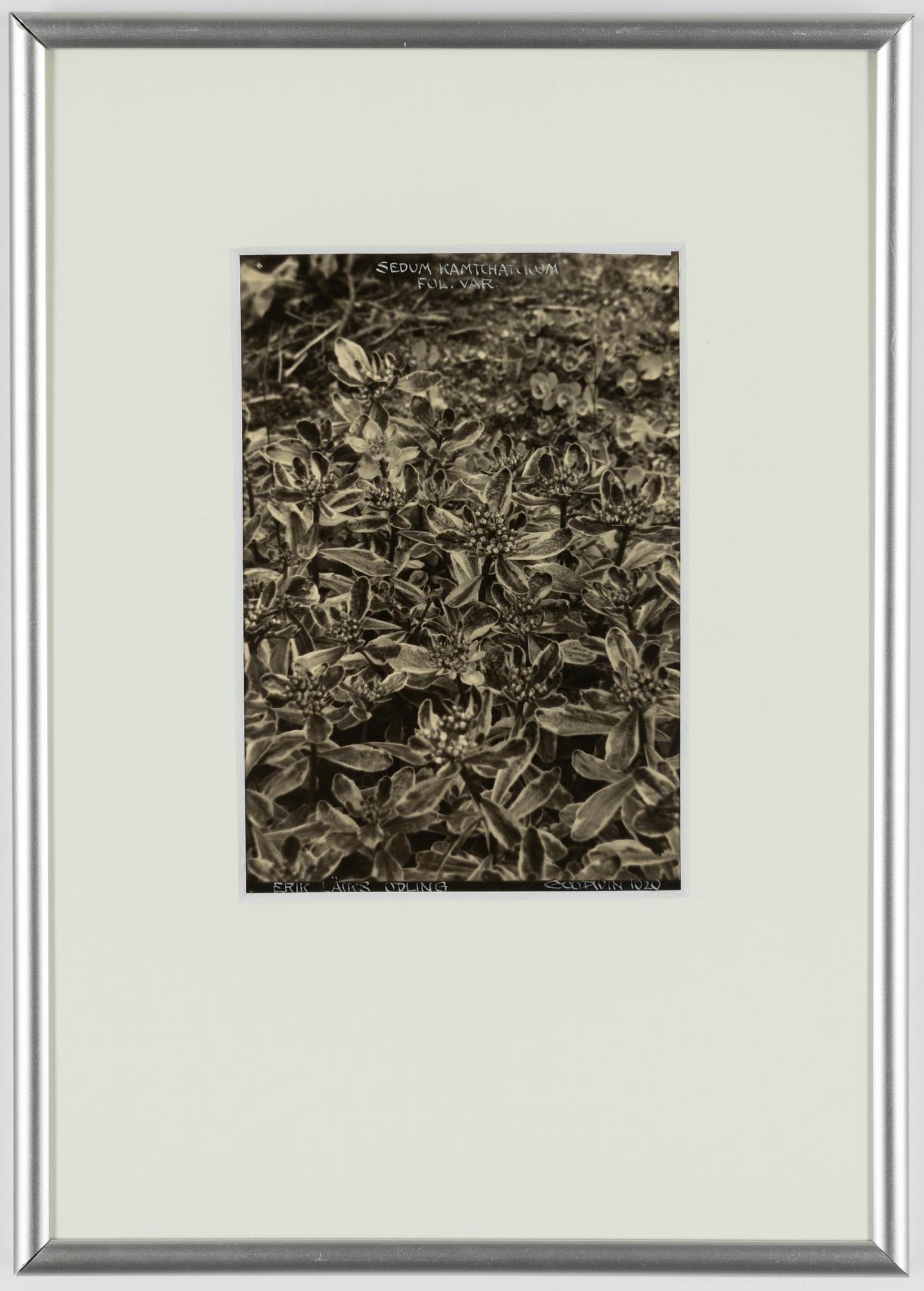 Henry B. Goodwin | Sedum Kamichatucun, 1929 (1929) | MutualArt