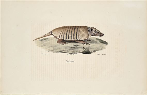 Frederic Cuvier | 2 Artworks at Auction | MutualArt