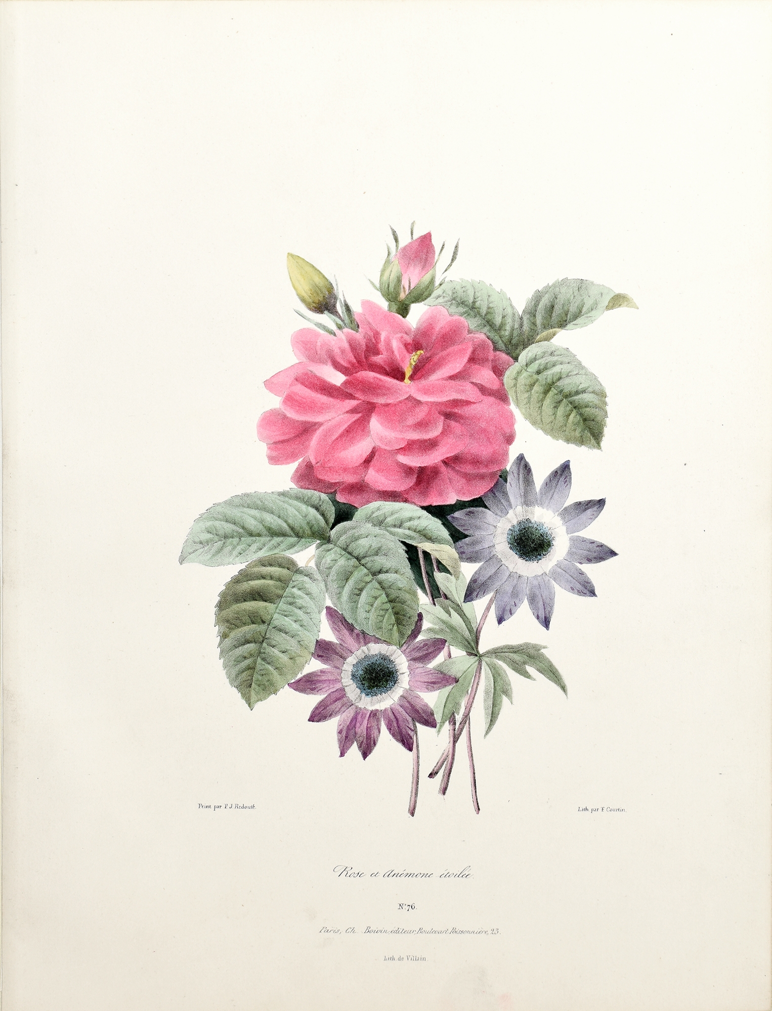 Pierre-Joseph Redoute | Redoute Flower Lithograph, Rose et Anémone ...