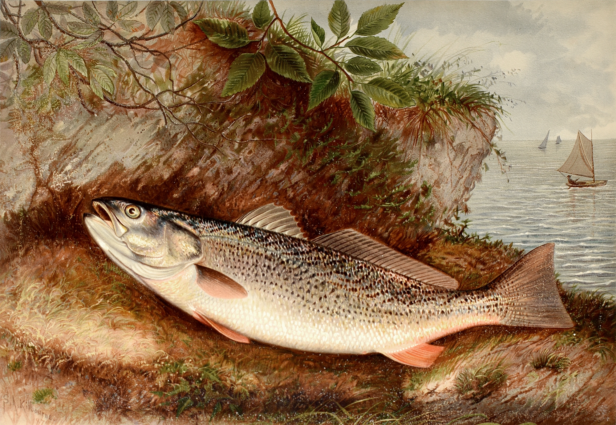 Samuel A. Kilbourne | The Weakfish | MutualArt