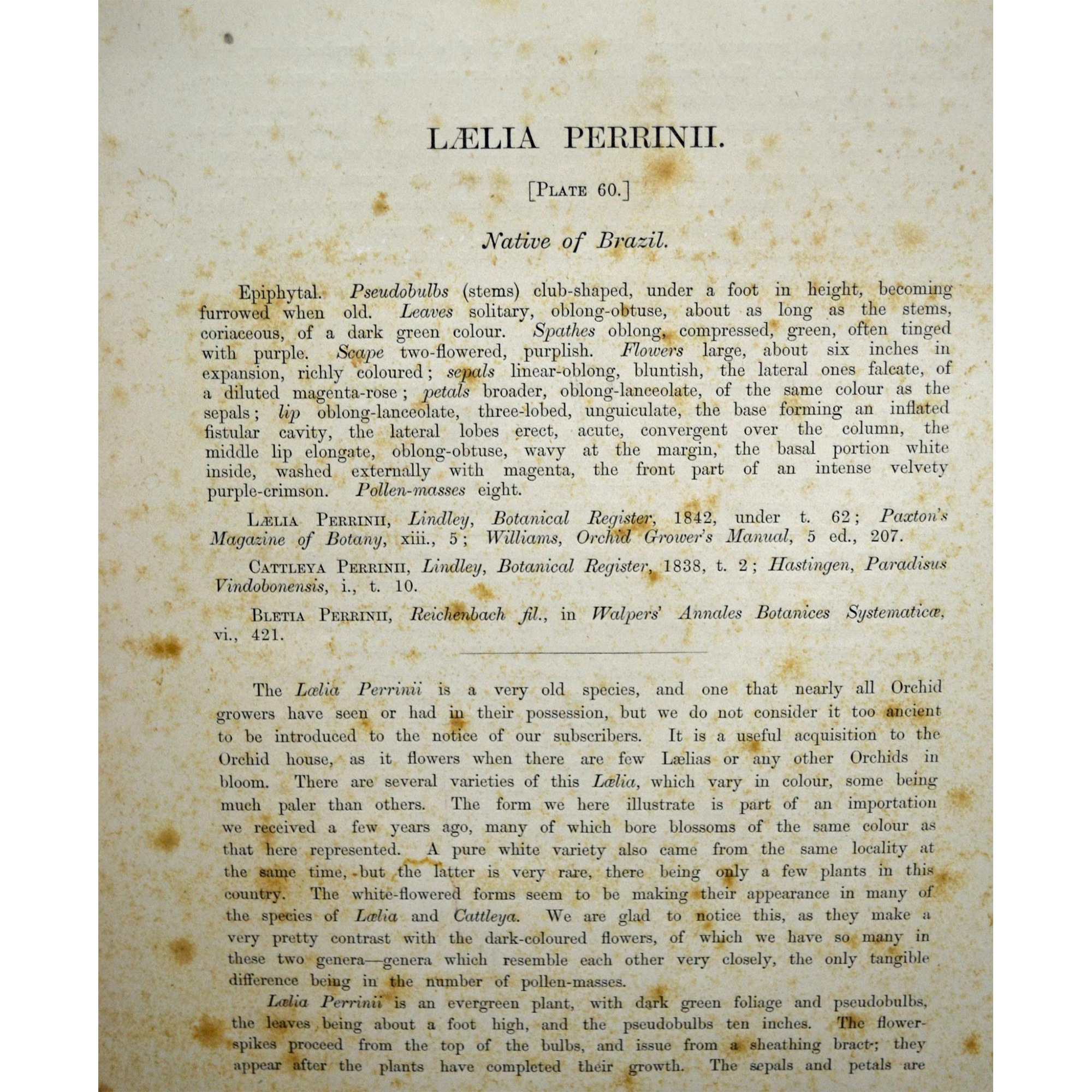 J. Nugent Fitch | J. Nugent Fitch Lelia Perrinii Botanical Orchid Original, 1842, W/Frame (1842 ...