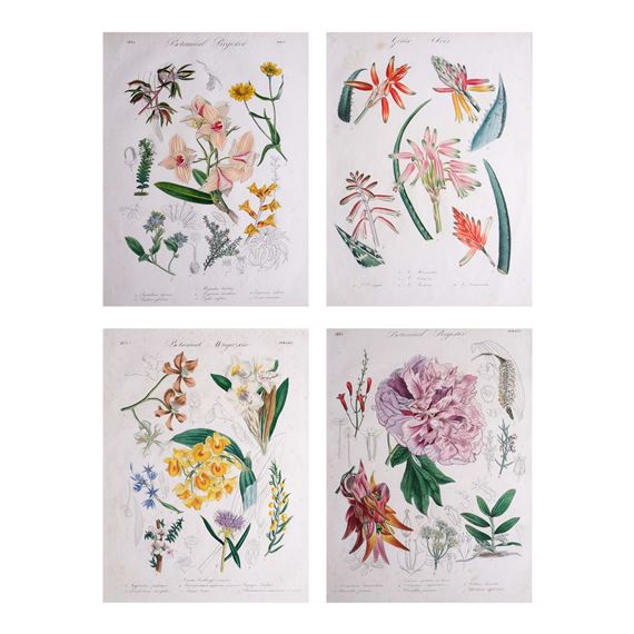 Pierre Auguste Joseph Drapiez | A Lot of Four 19th Century Botanical ...