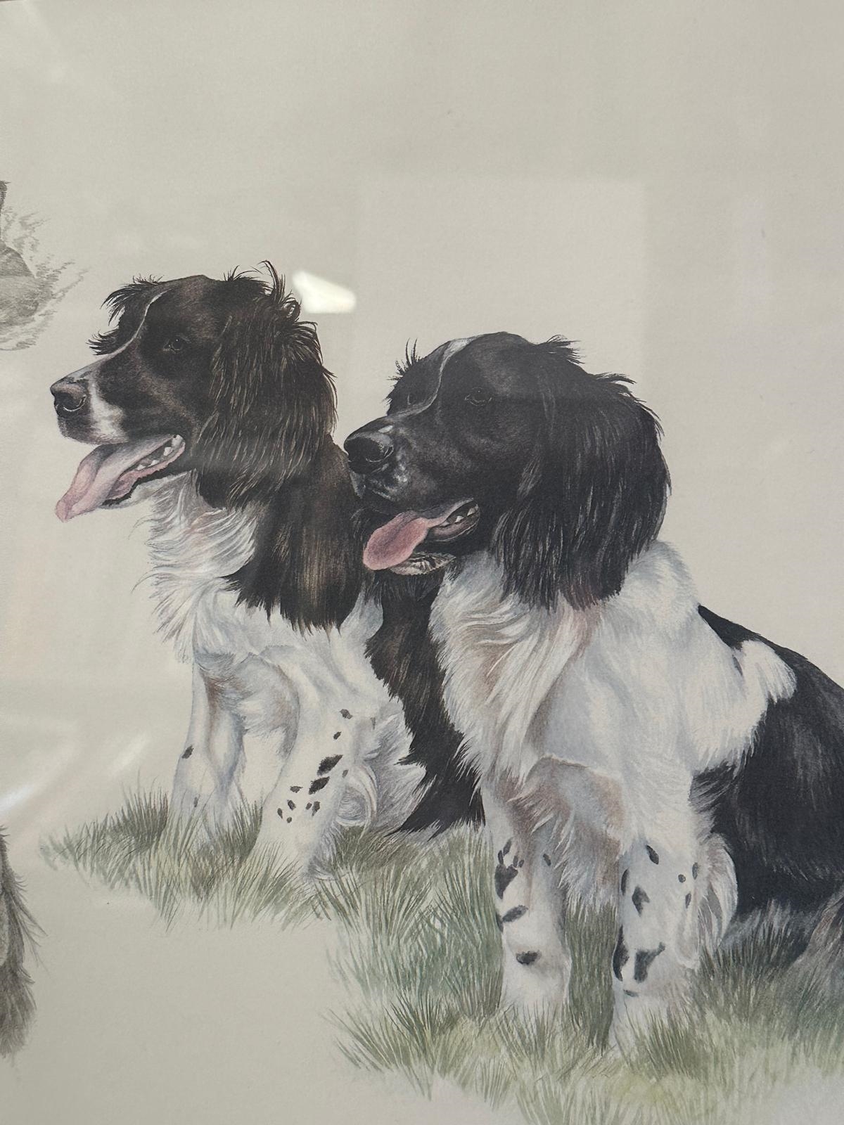 Nigel Hemming | A pencil drawing of springer spaniels | MutualArt