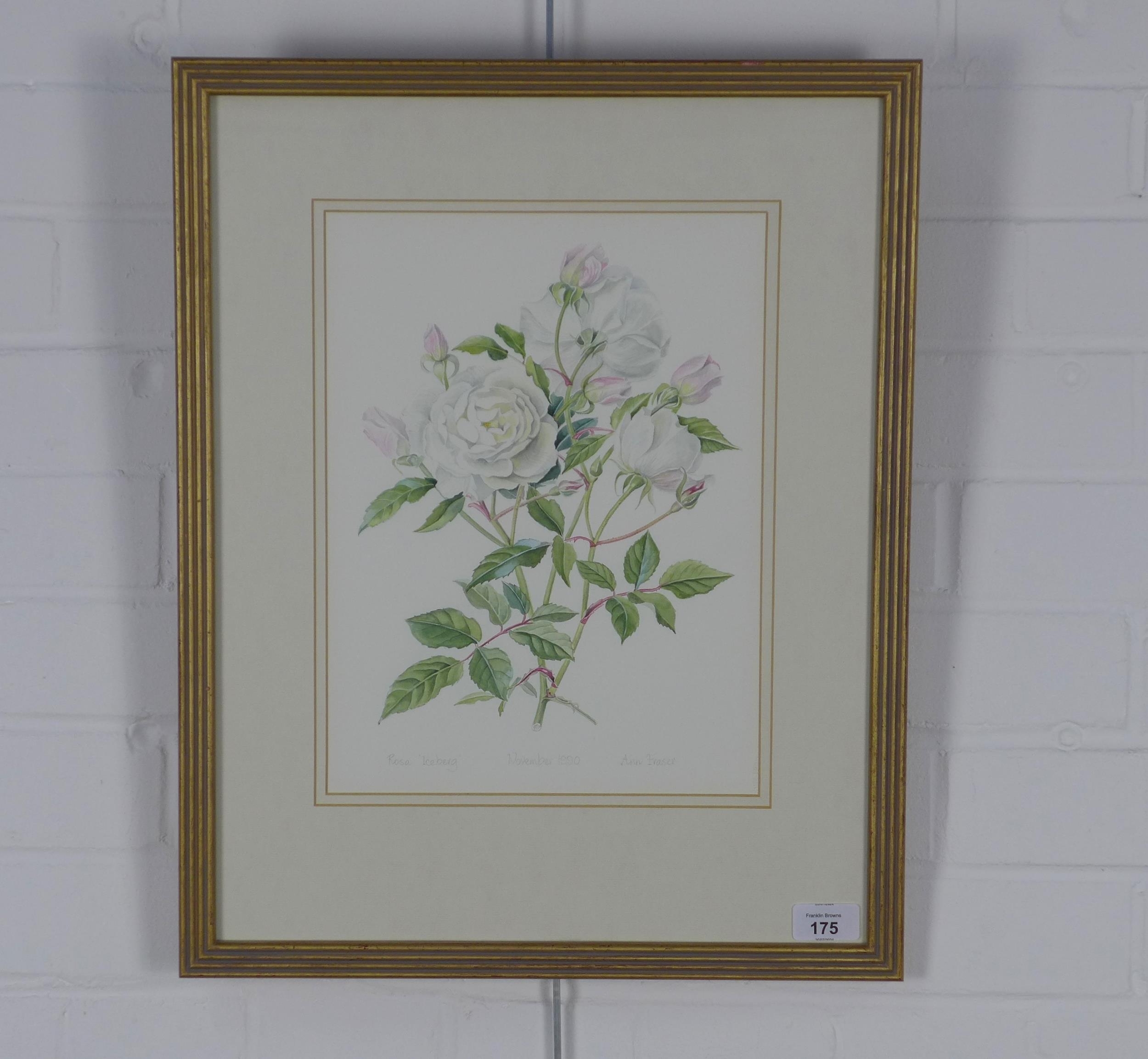 Ann Fraser | ROSA ICEBERG | MutualArt