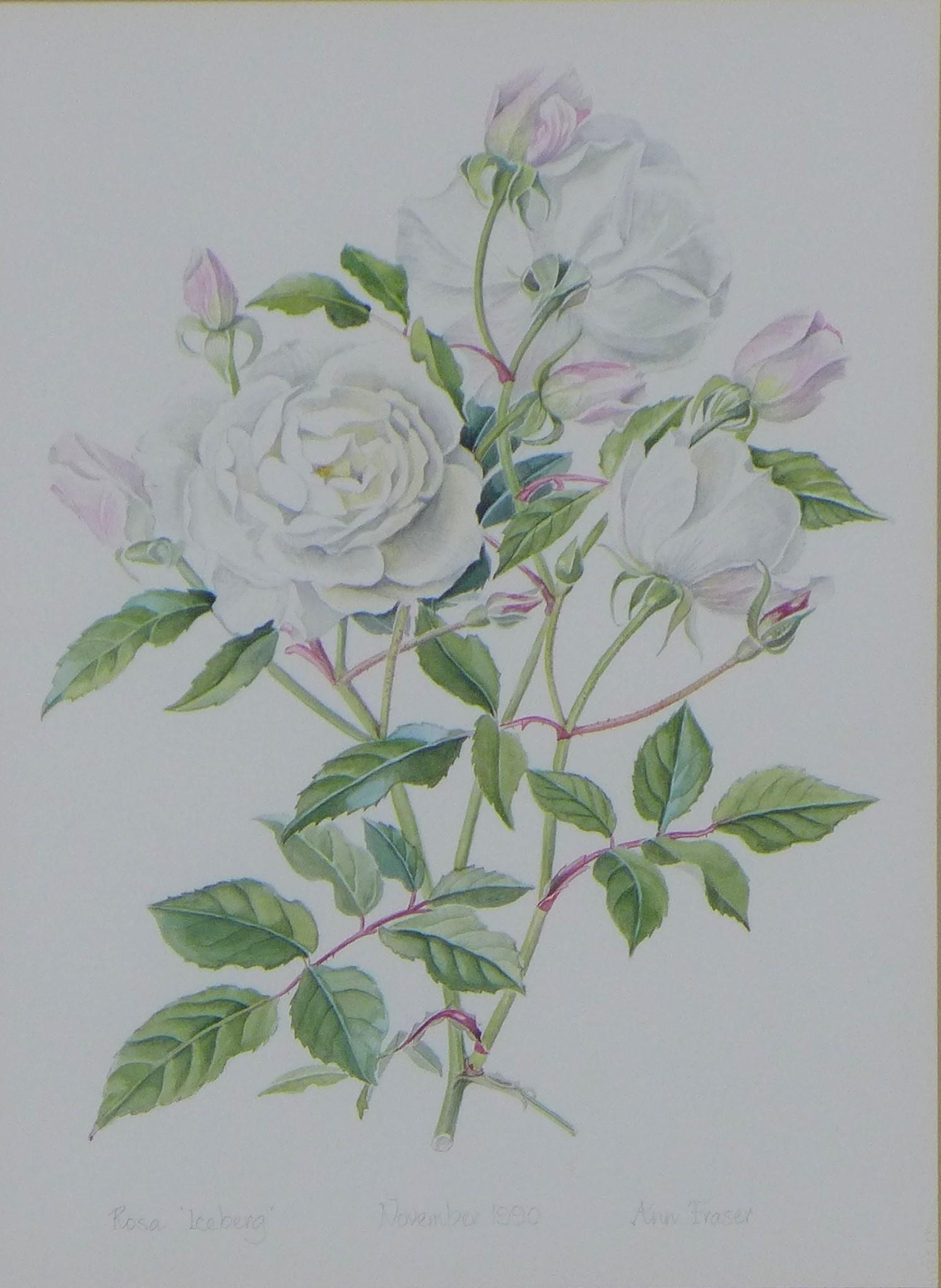 Ann Fraser | ROSA ICEBERG | MutualArt