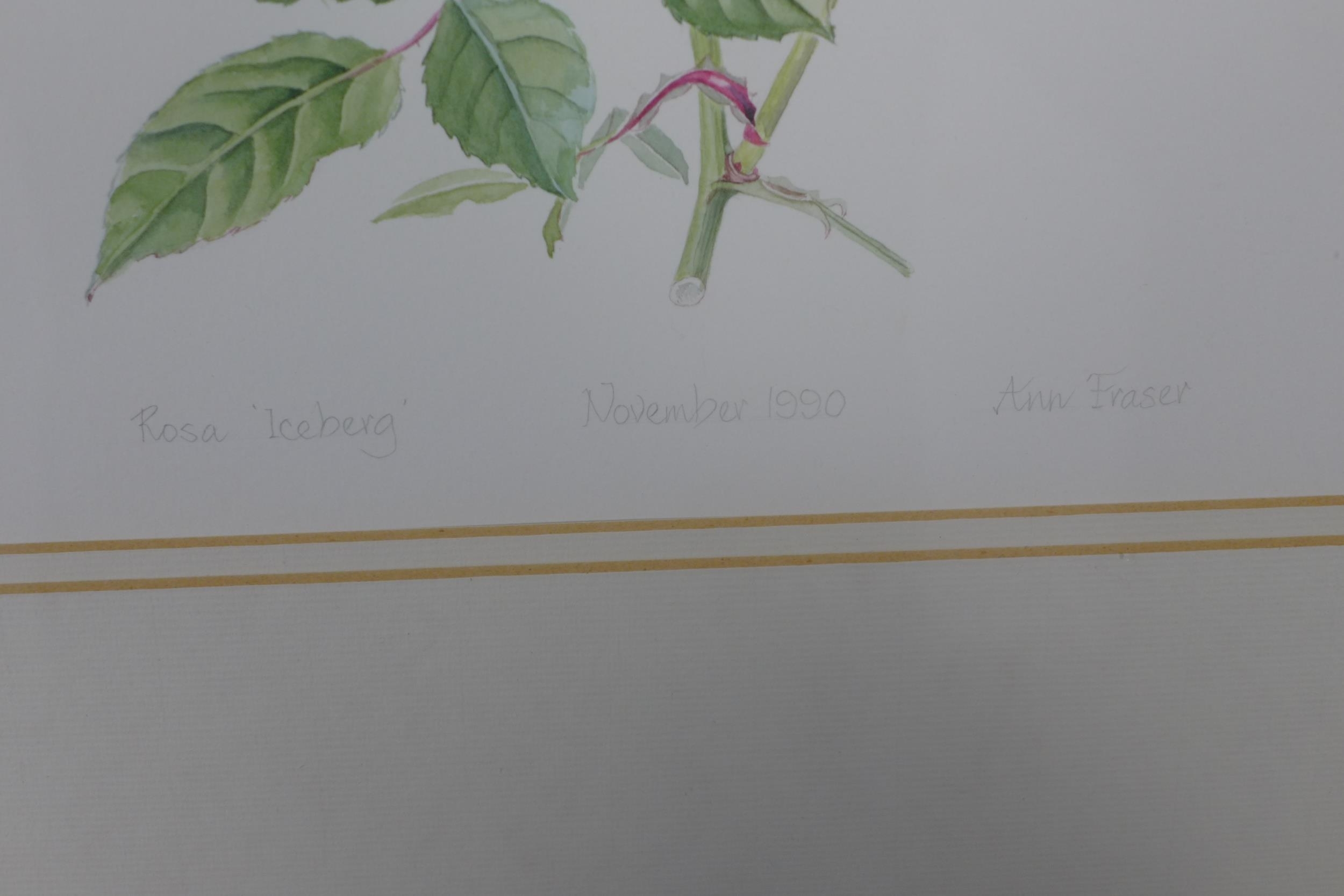 Ann Fraser | ROSA ICEBERG | MutualArt