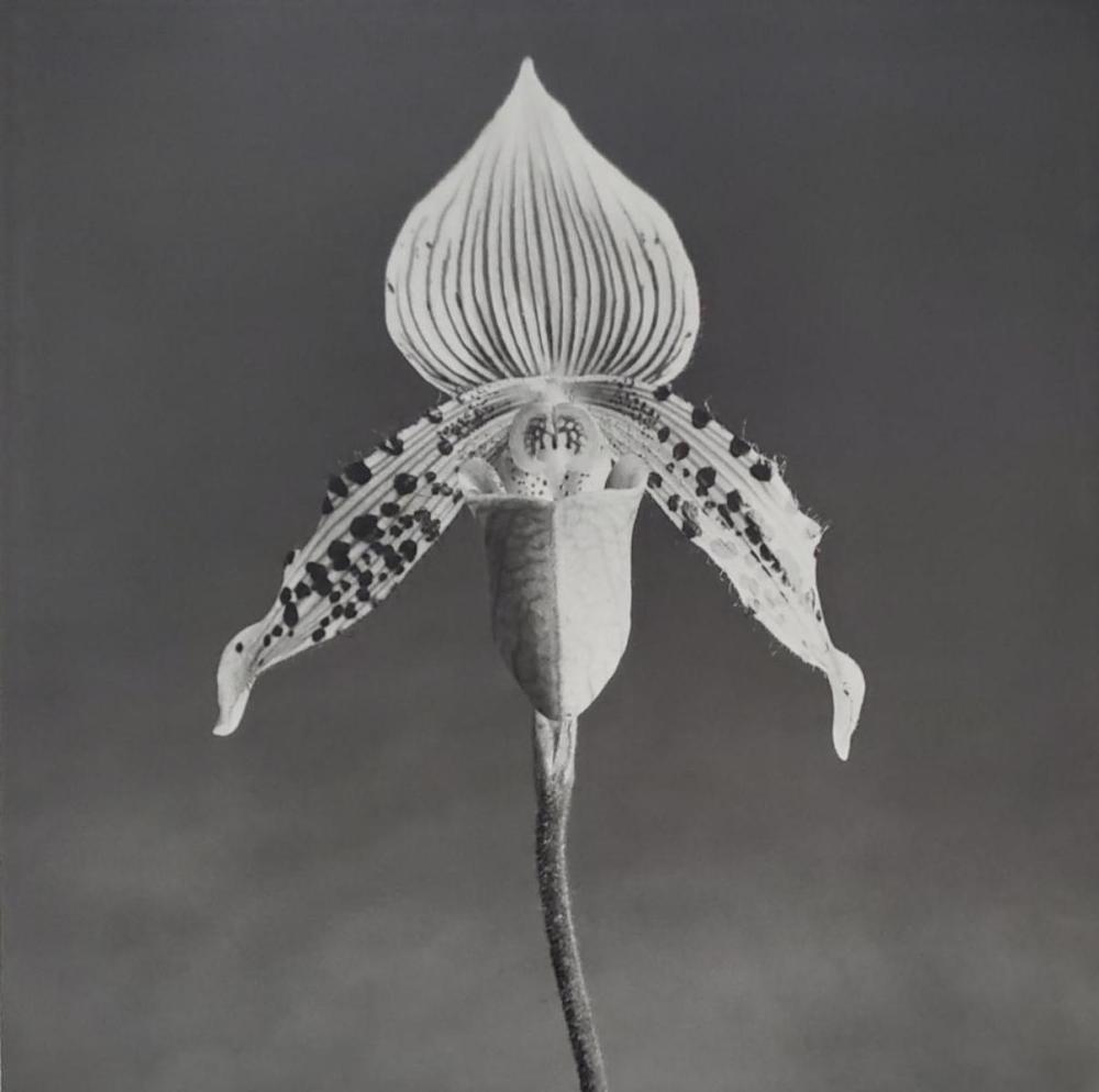 Robert Mapplethorpe | Robert Mapplethorpe (1987) | MutualArt