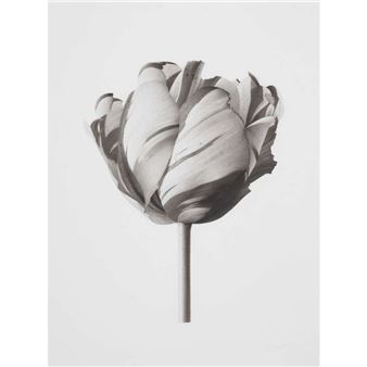 Jonathan Delafield Cook | Seed I (2002) | MutualArt