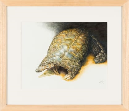 Gillian Condy | Smutsia Temminckii – Temminck Ground Pangolin | MutualArt