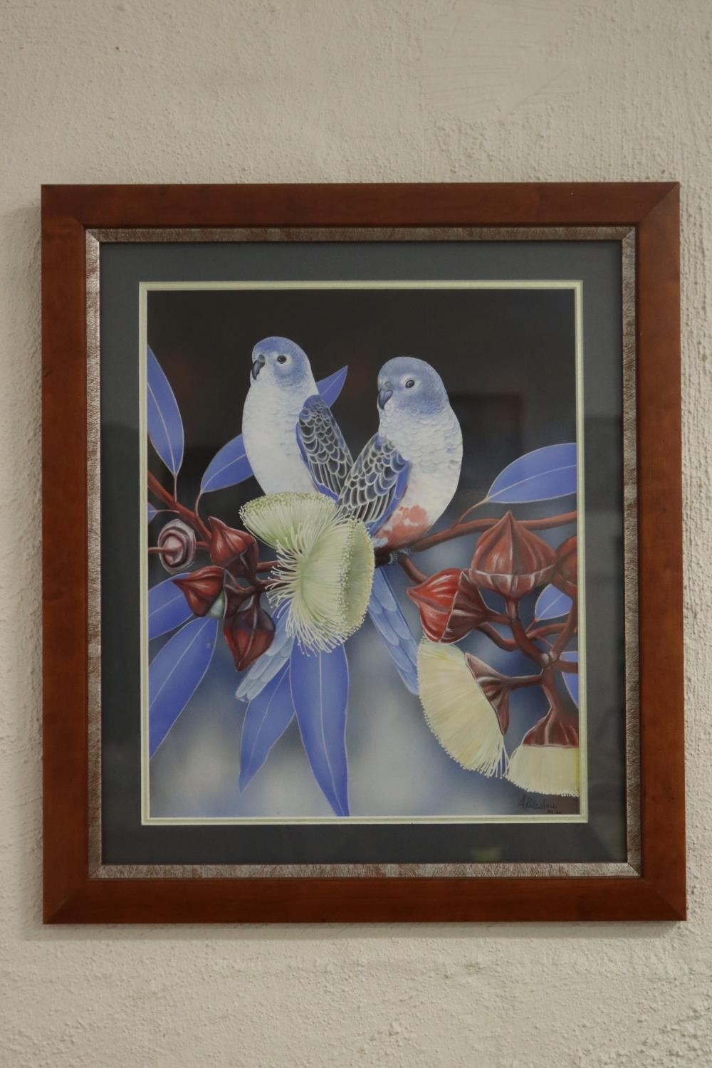 Andrew Patsalou | Australia. Budgerigars on gum nut blossom branch ...