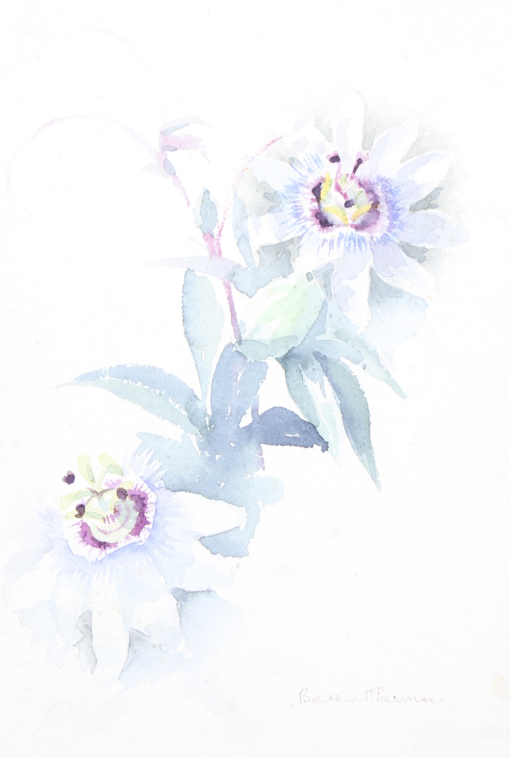 Barbara Freeman | Passion Flower | MutualArt