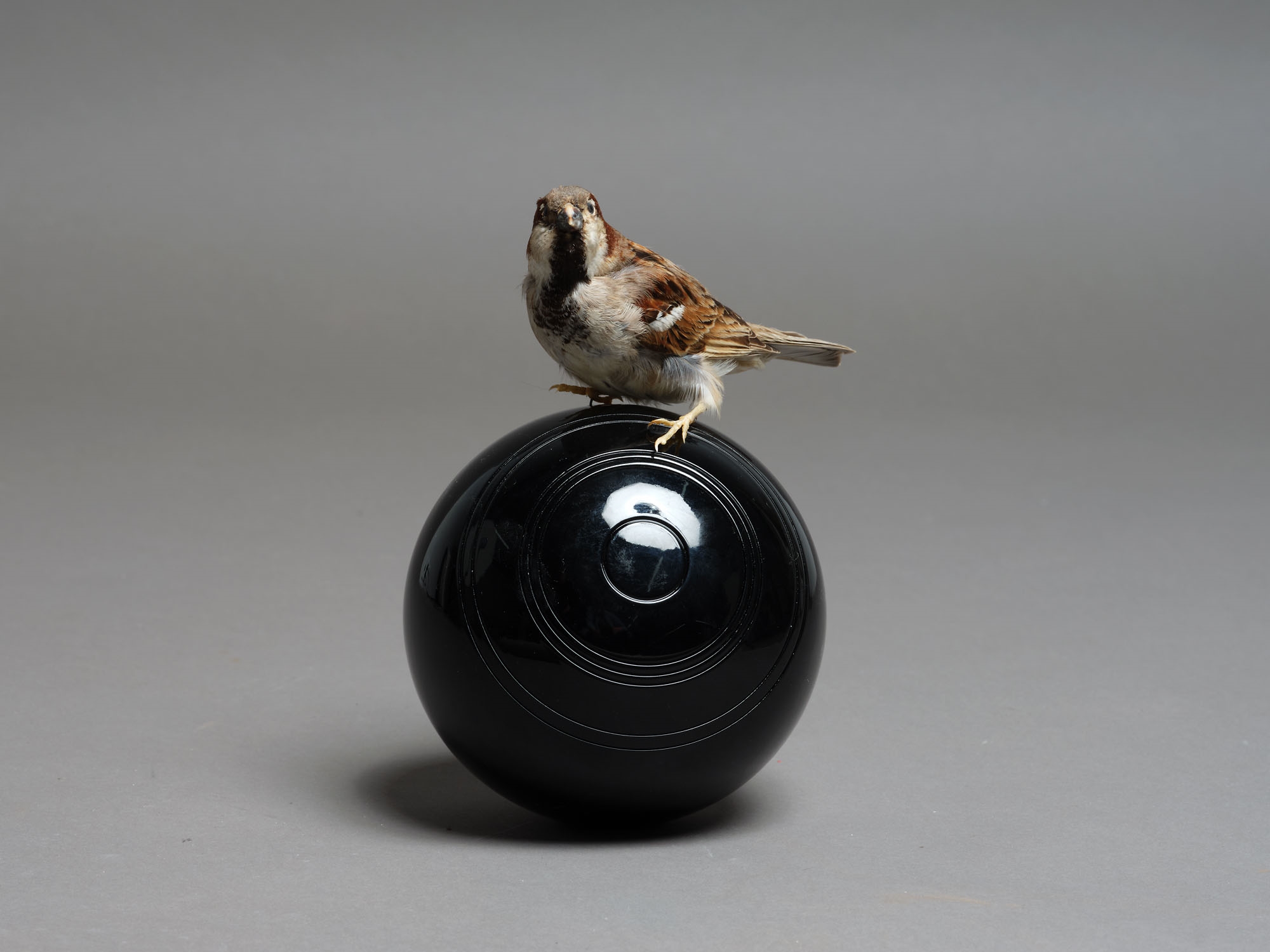 Michael Parekowhai | Cock and Ball (2009) | MutualArt