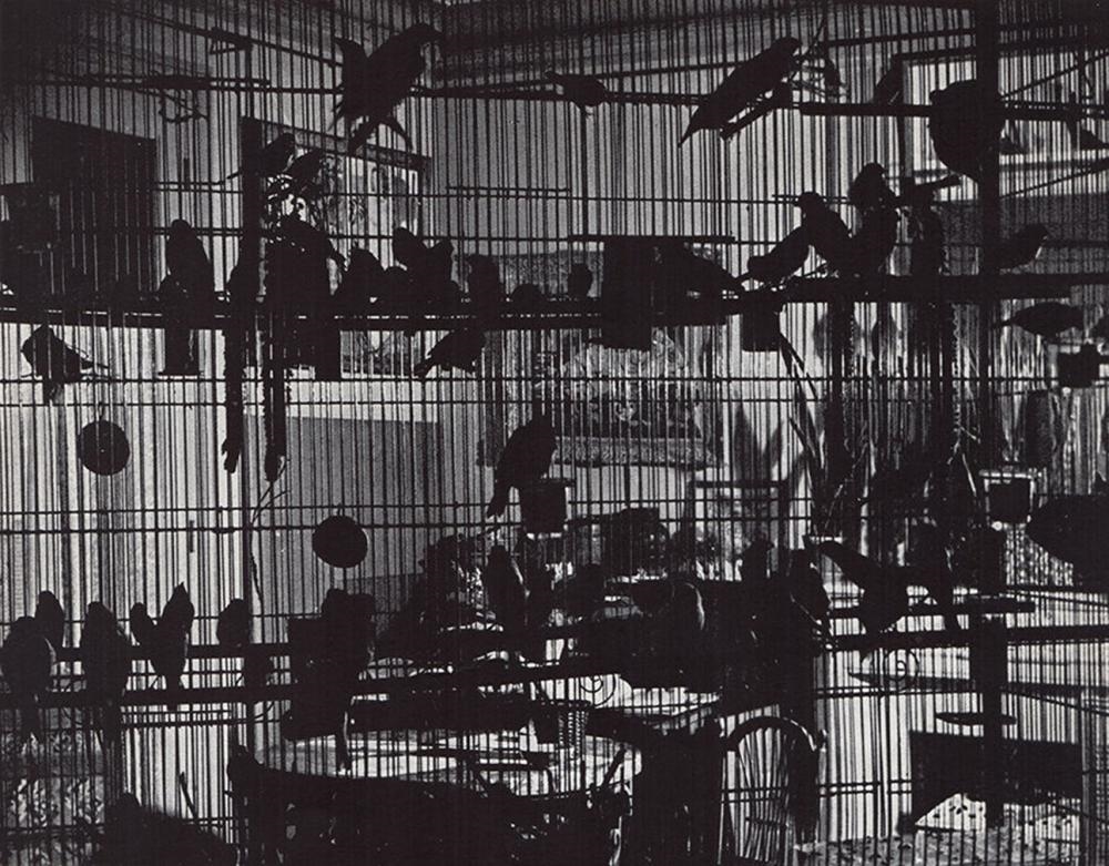 Brassaï | Henri Matisse's Aviary in his Paris Studio II (1937 - 1940 ...