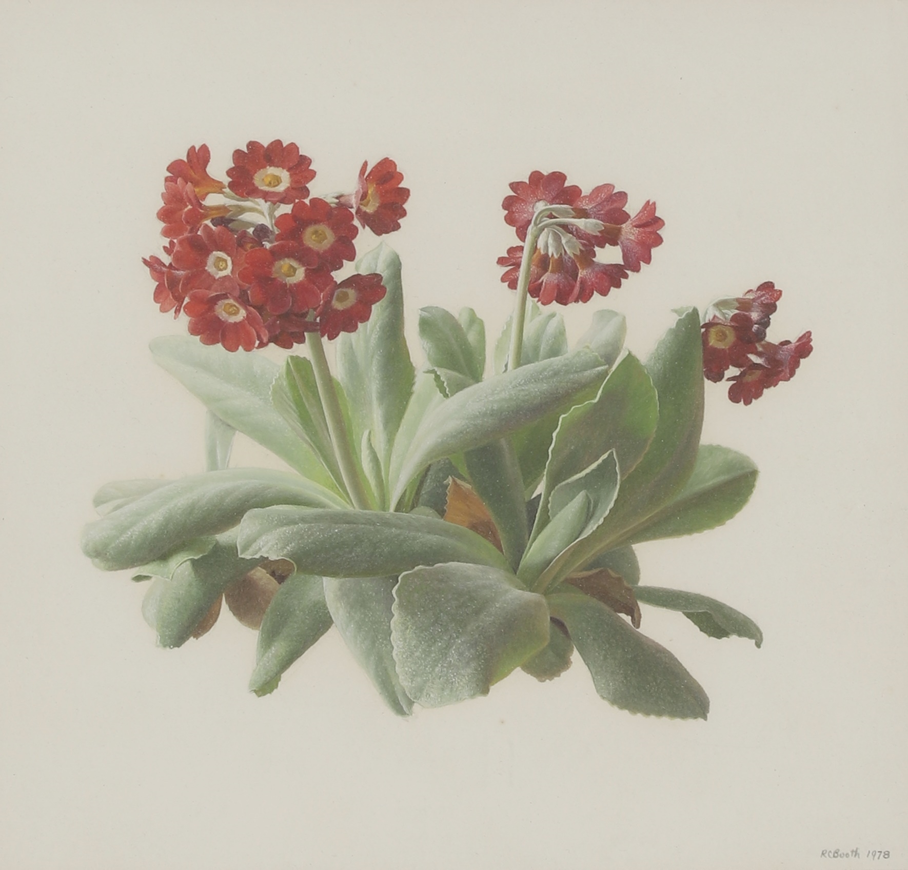 Raymond Booth | Auricula (1978) | MutualArt