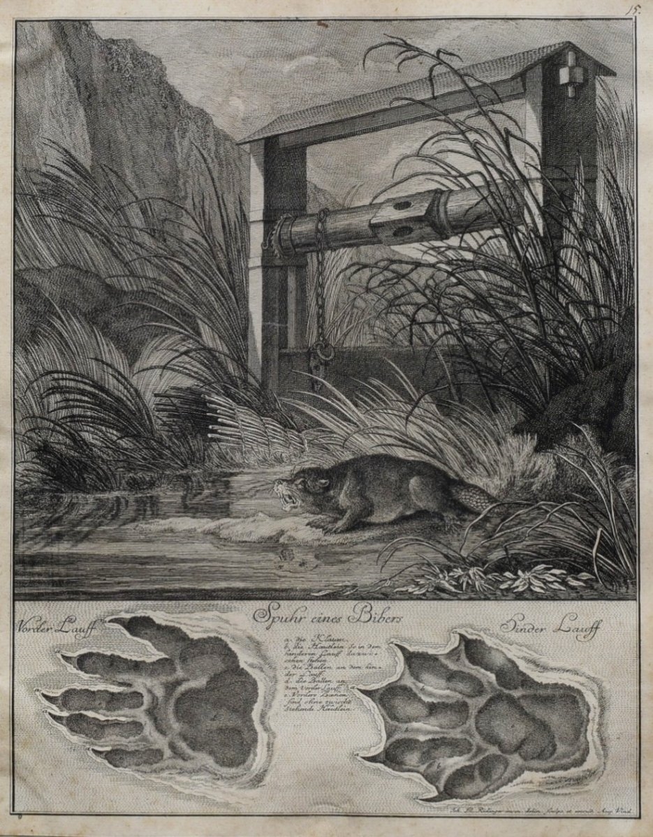 Johann Elias Ridinger | Bobr | MutualArt