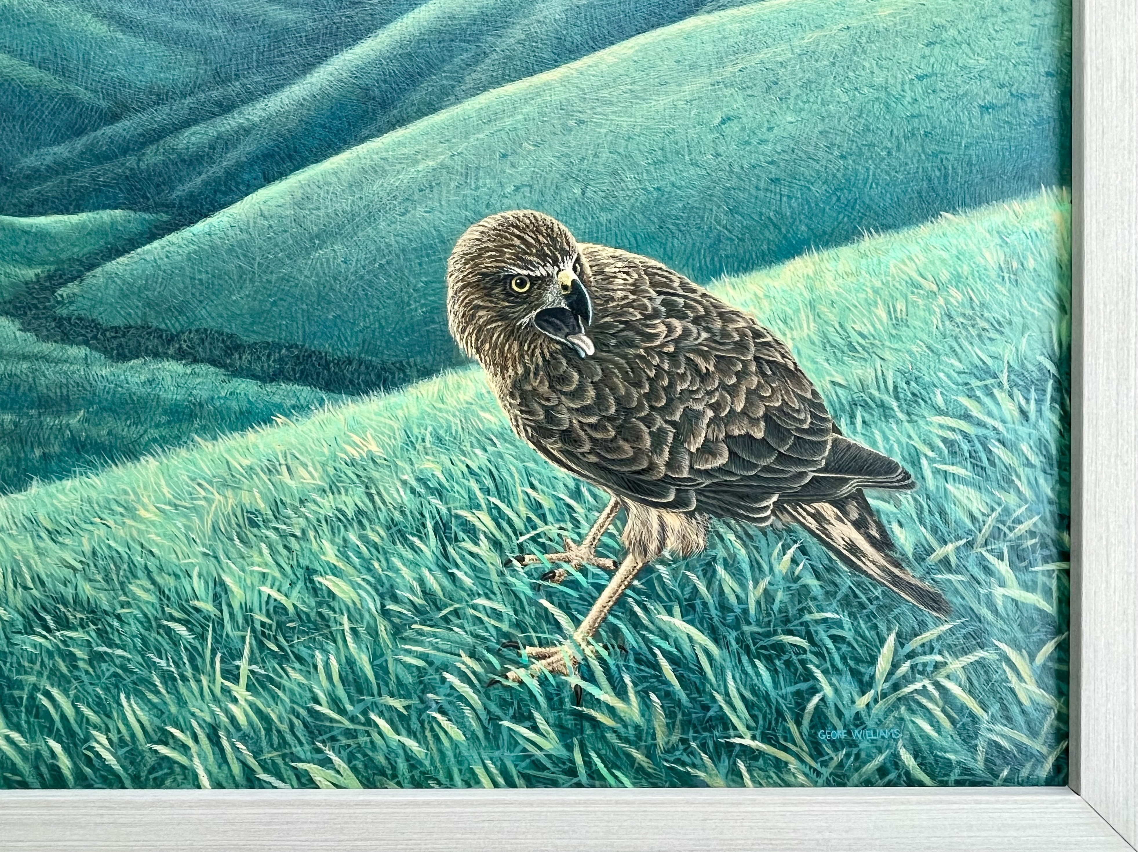 Geoff Williams | Harrier Hawk | MutualArt
