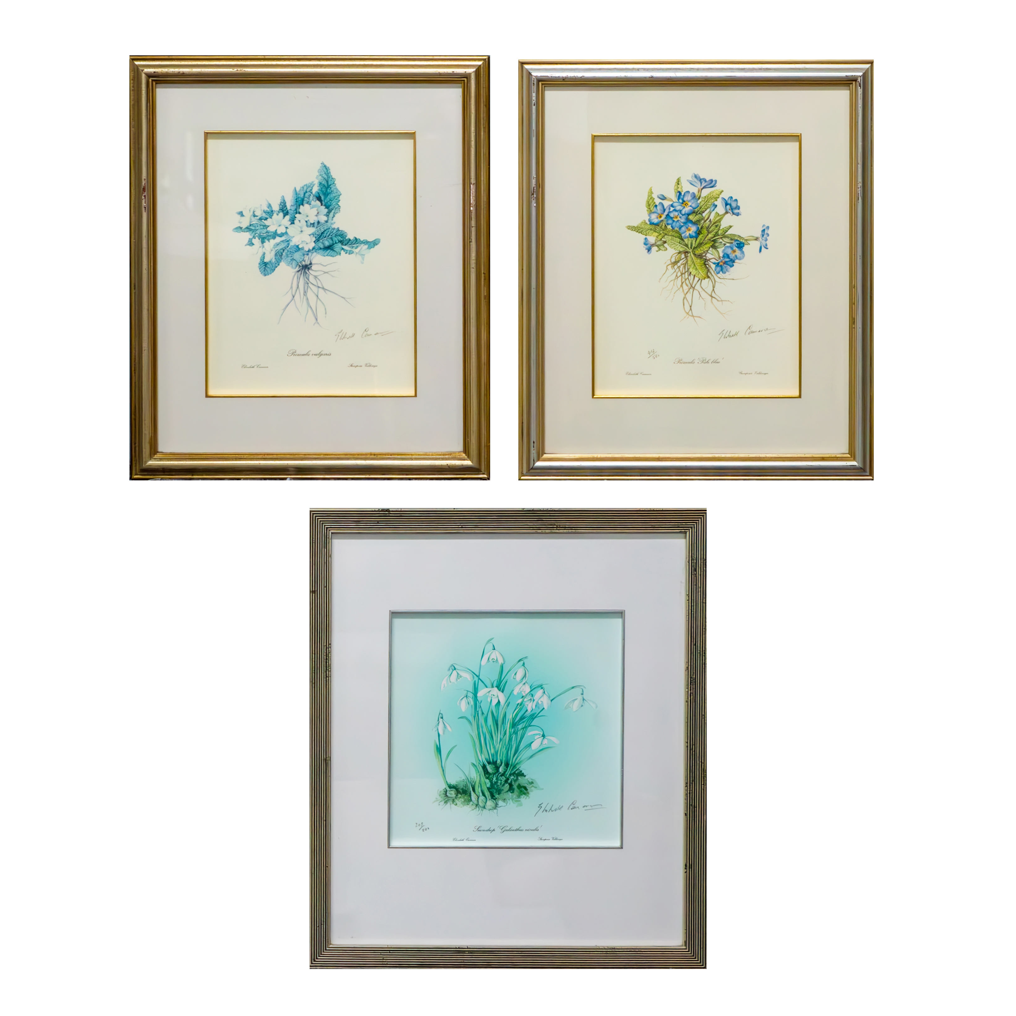 Elizabeth Cameron | 3x botanical prints | MutualArt