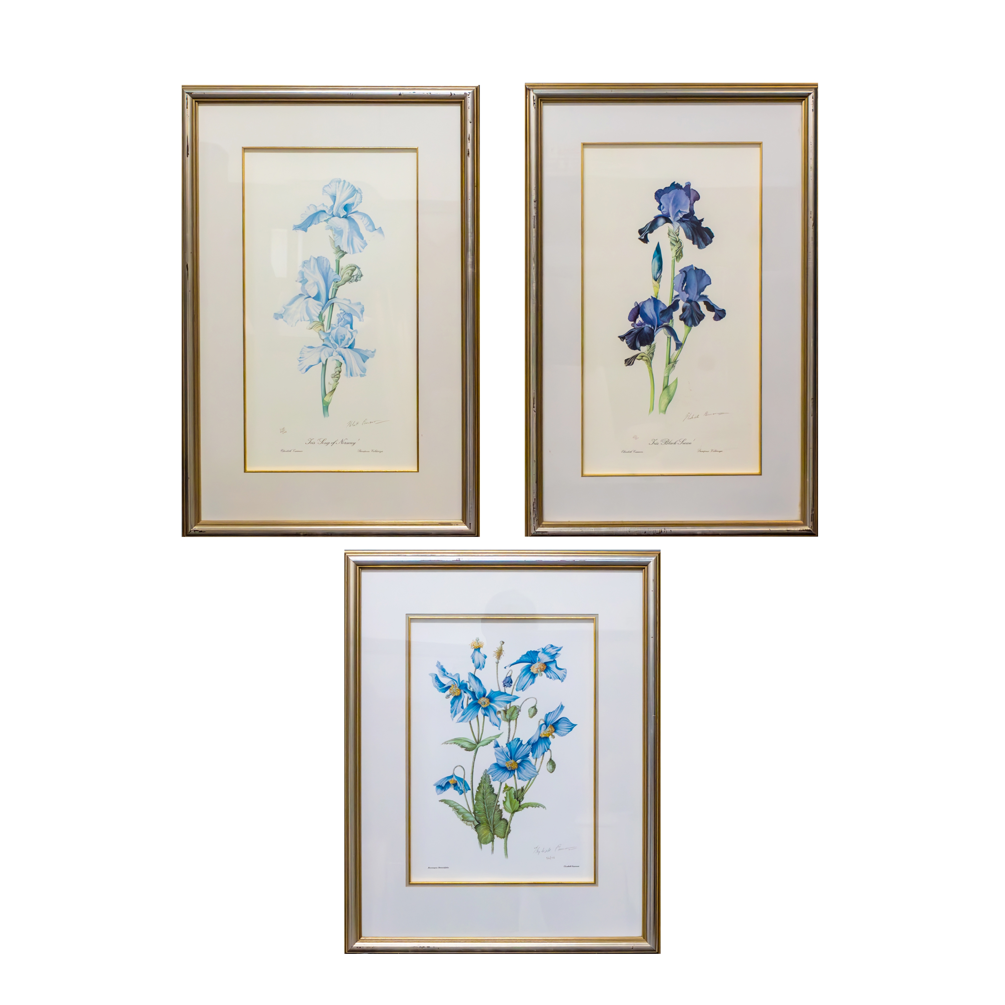 Elizabeth Cameron | 3x botanical prints | MutualArt