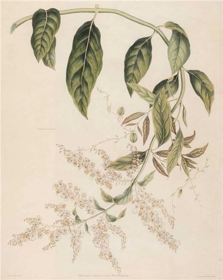 William Millar | Combretum Purpureum (1815 - 1820) | MutualArt