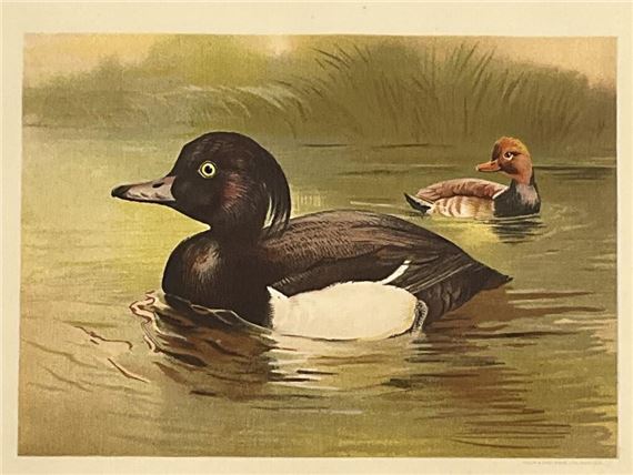 Charles Edward Dixon | Tufted Duck 1900 (1900) | MutualArt
