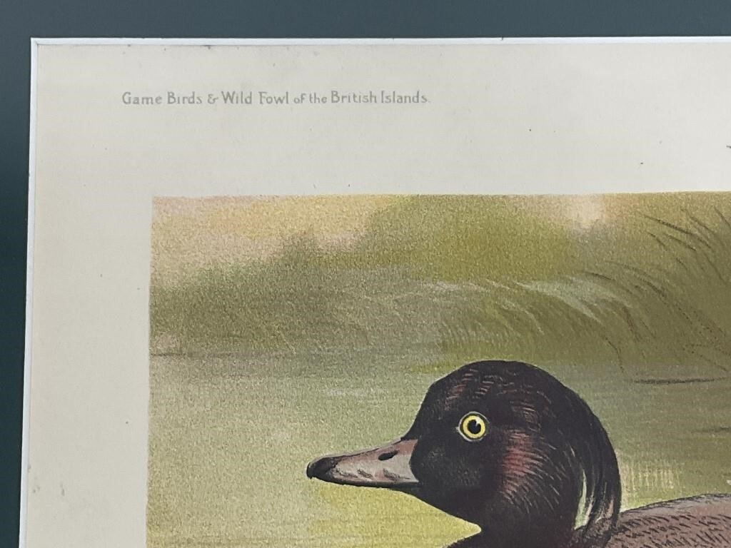 Charles Edward Dixon | Tufted Duck 1900 (1900) | MutualArt