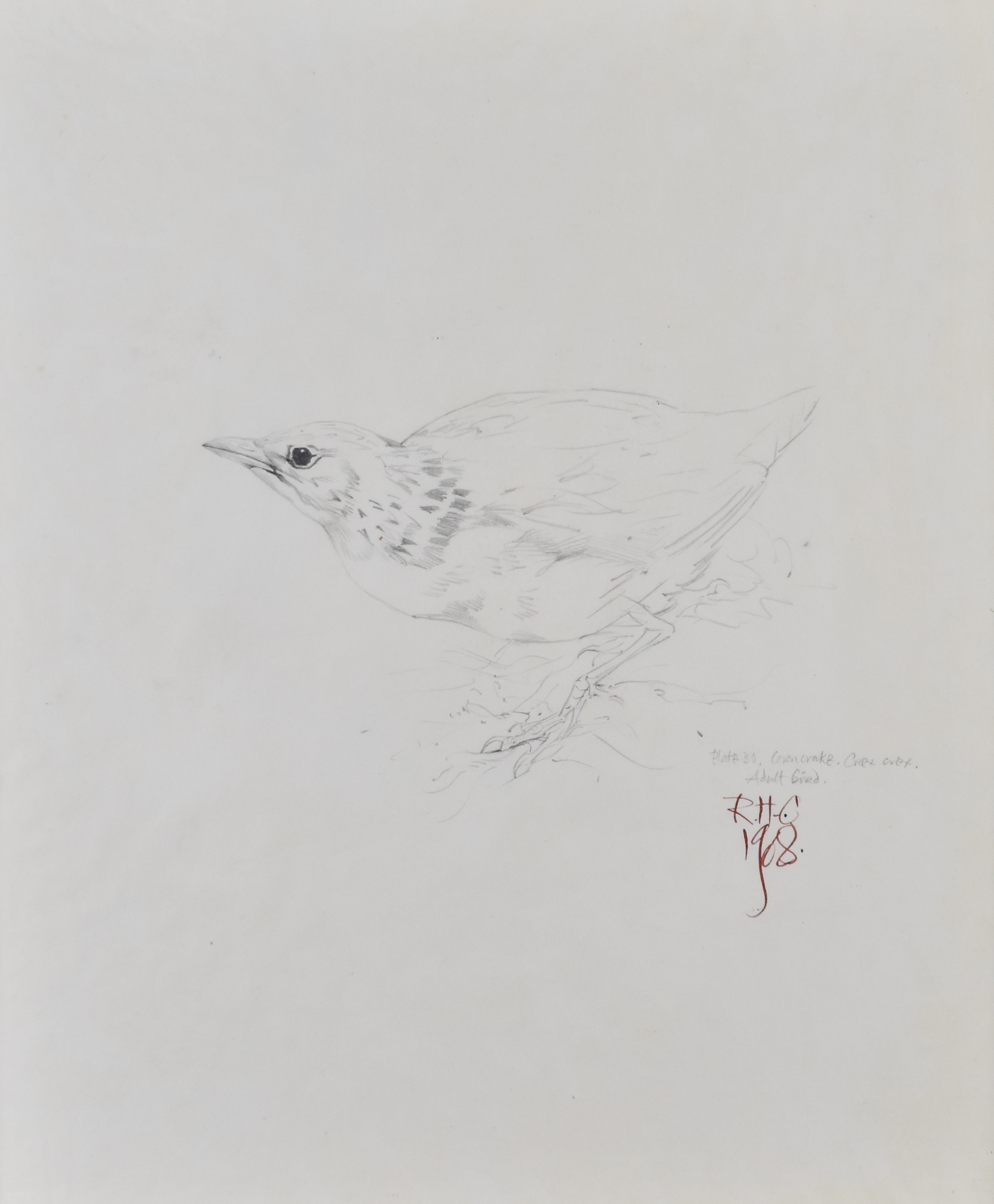 Raymond Harris Ching | Podiceps Cristatus Australis | MutualArt