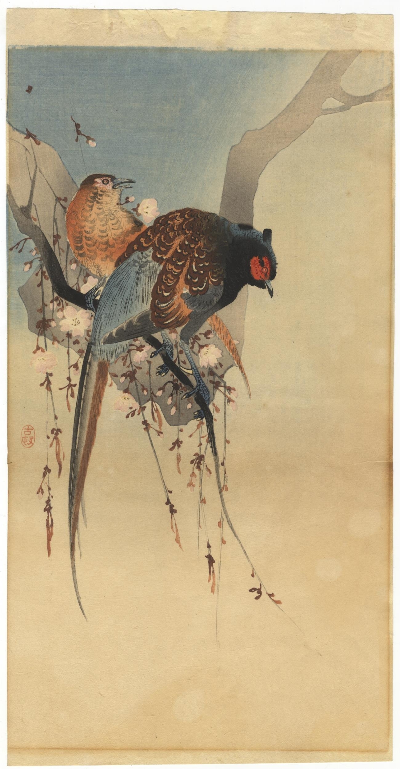 Ohara Koson | Pair of Pheasants on Weeping Cherry (Early 20th Century) | MutualArt