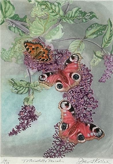 David Koster | Tortoiseshell and Peacock | MutualArt
