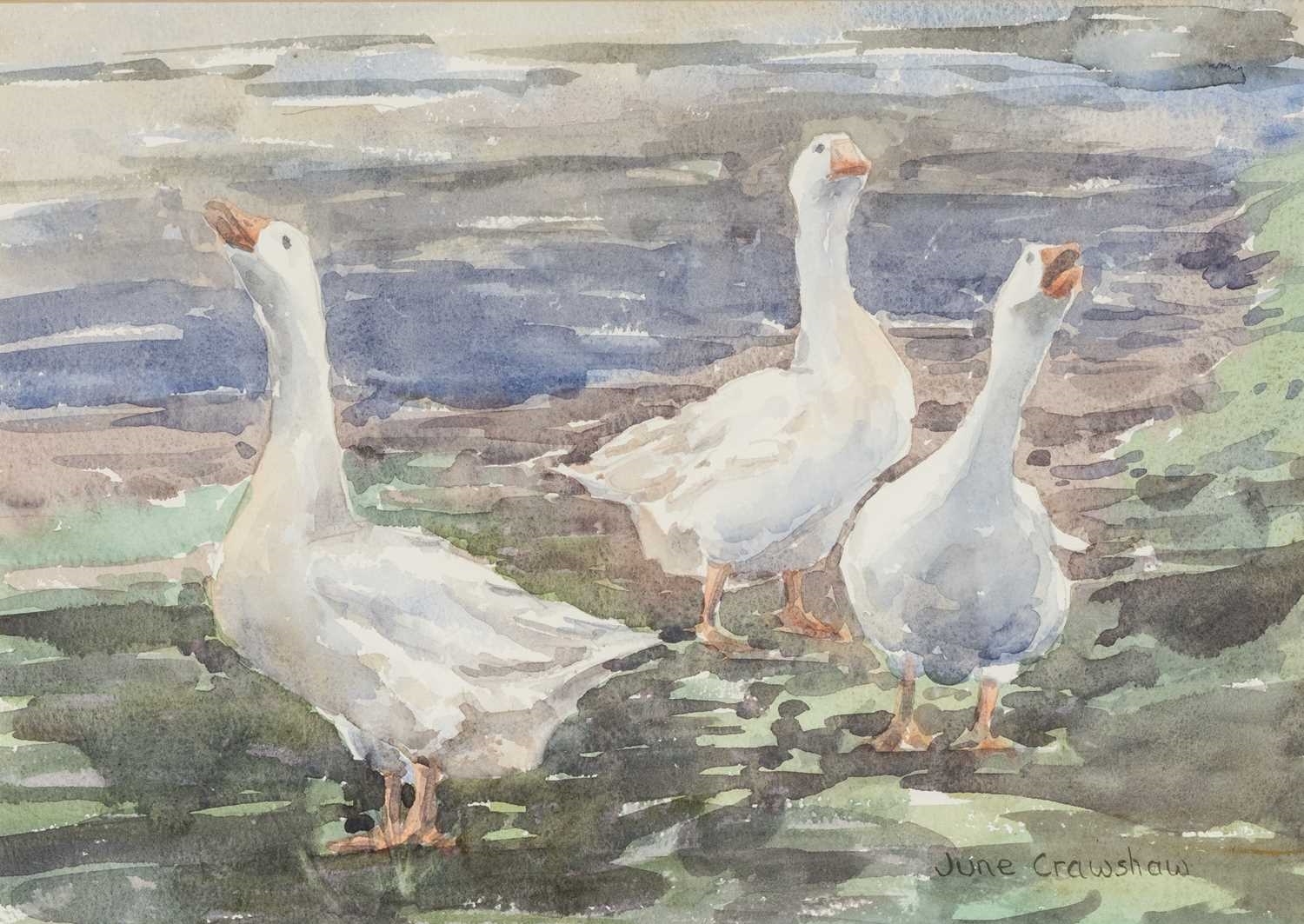 June Crawshaw | a gaggle of geese at water's edge | MutualArt
