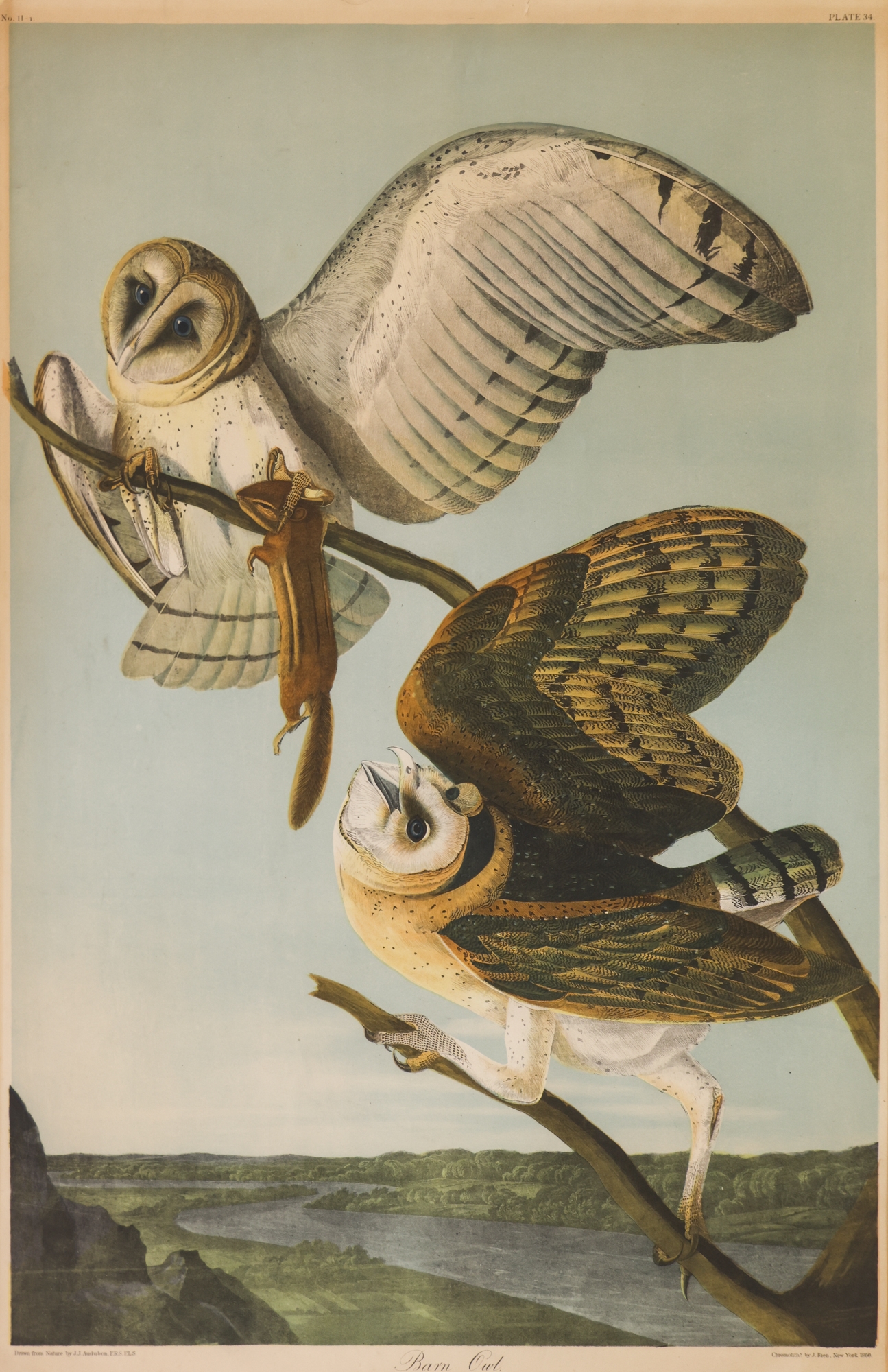 John James Audubon | Audubon ''Barn Owl'' (Plate 34) Chromolithograph ...