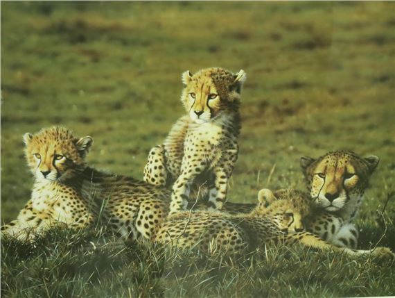 Steven Townsend | limited edition Leopard Cubs | MutualArt