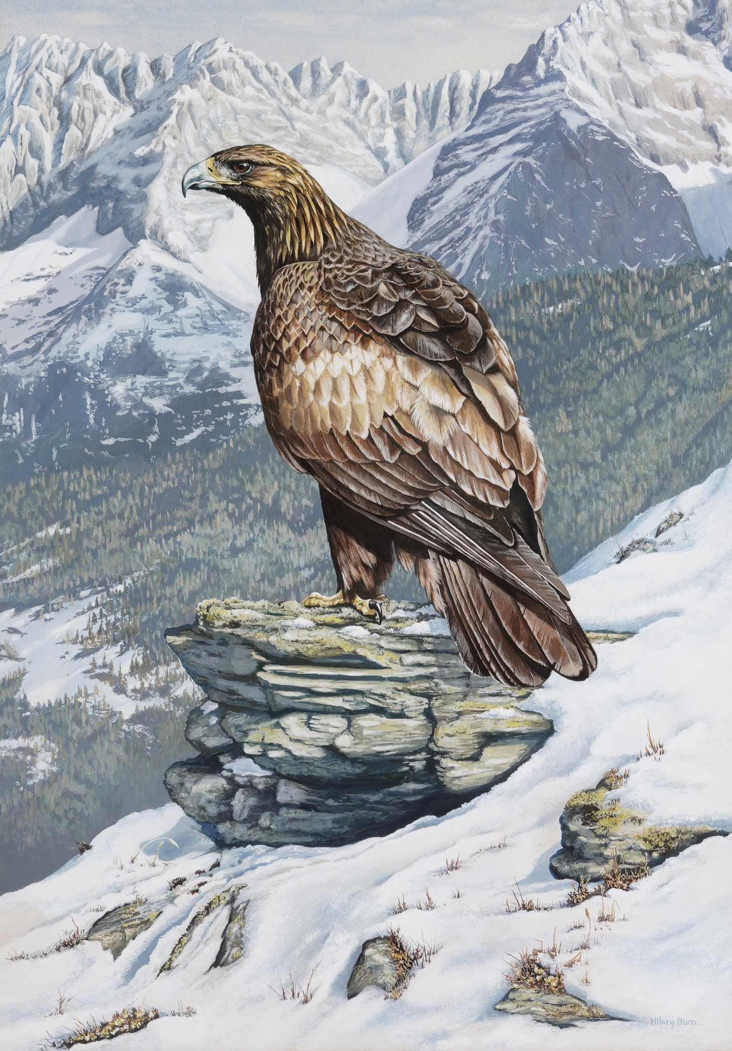 Hilary Burn | Golden Eagle in the Karwendel Alps (95) | MutualArt