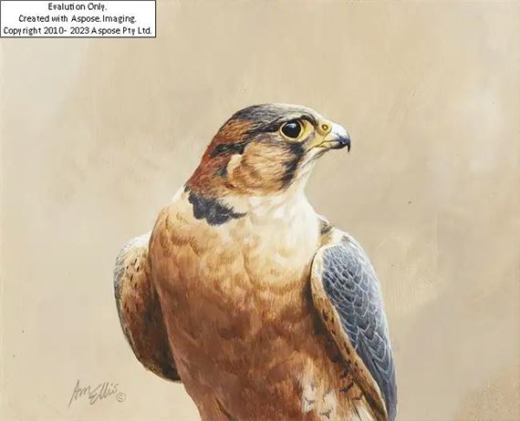 Andrew Ellis | Male Red Shaheen (2001) | MutualArt