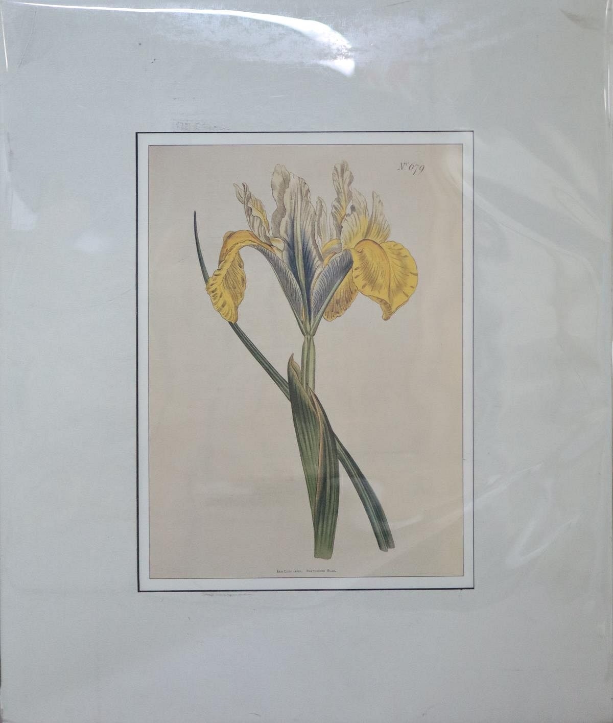 William Curtis | William Curtis - Yellow Iris (1787) | MutualArt