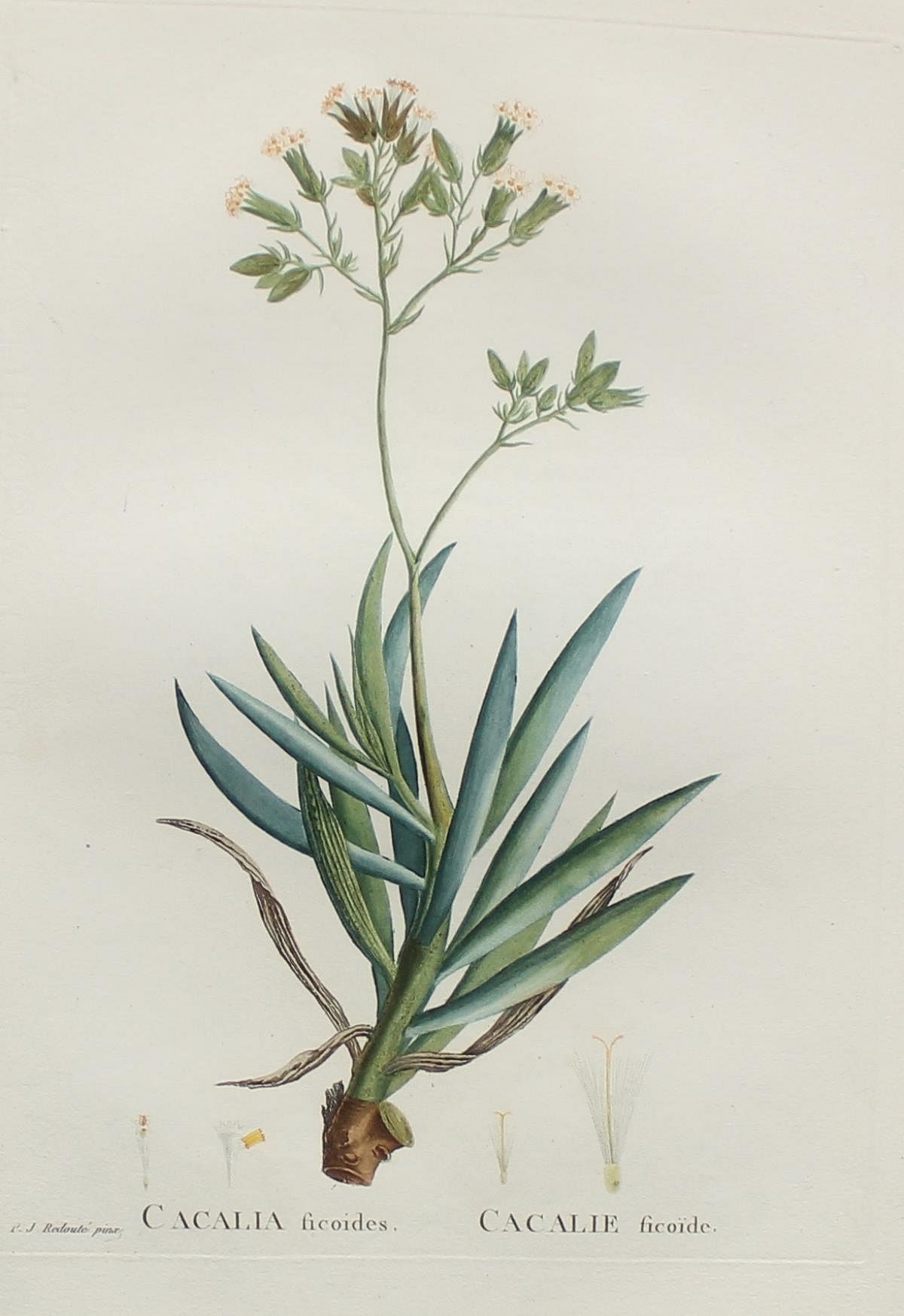 Pierre-Joseph Redouté | Pierre Joseph Redoute - Calcalia ficoides (1837 ...