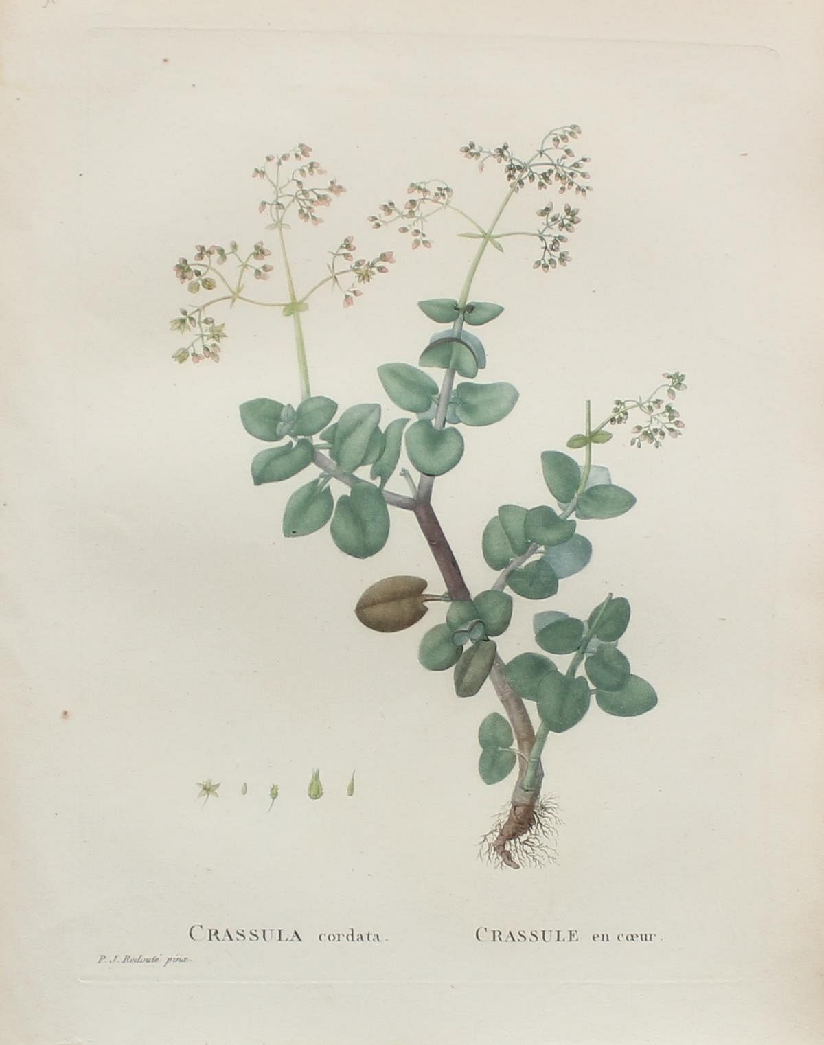 Pierre-Joseph Redouté | Pierre Joseph Redoute - crassula cordata (1837 ...
