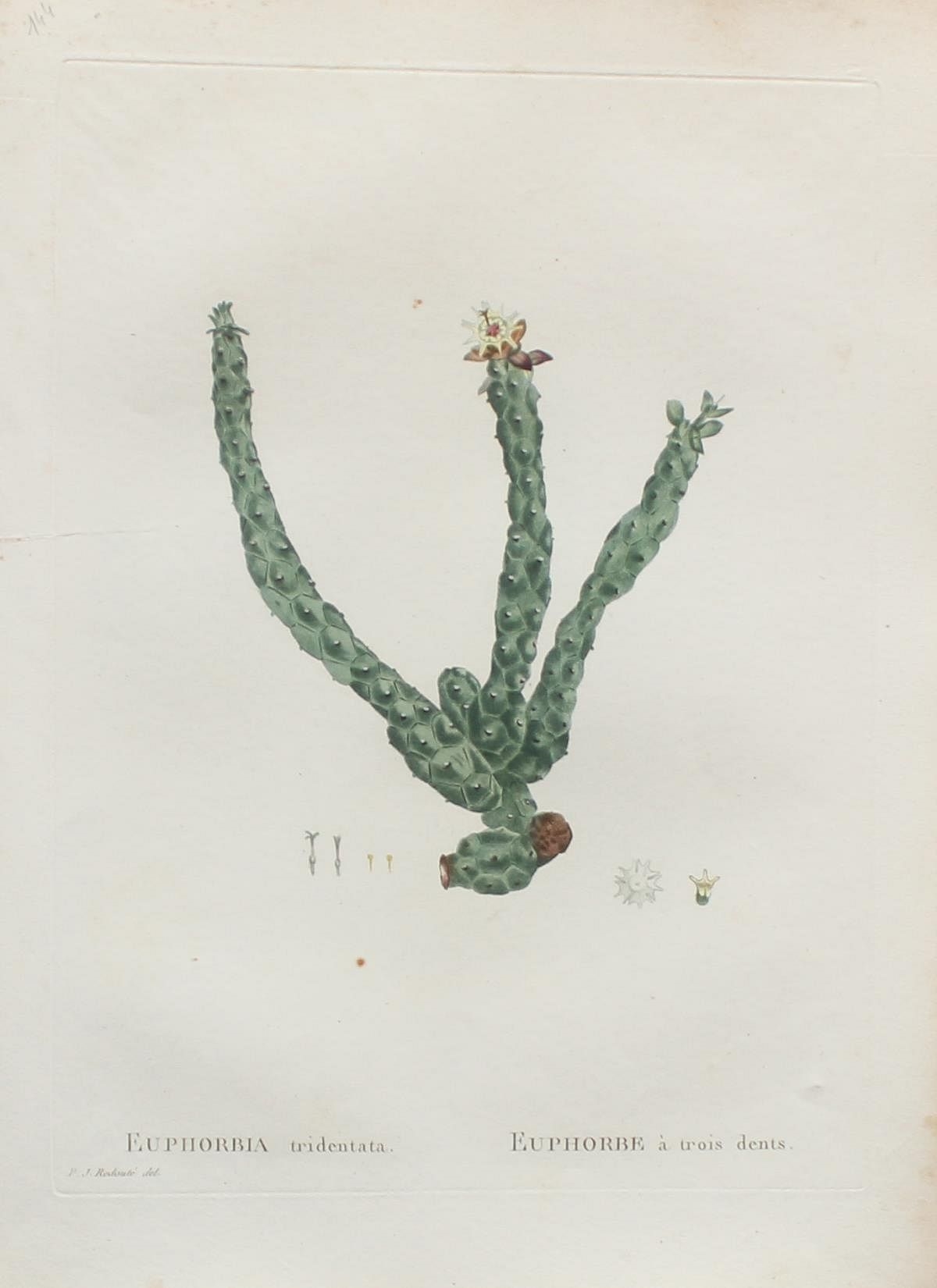 Pierre-Joseph Redouté | Pierre Joseph Redoute - Euphorbia tridentata ...