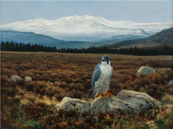 Julian Friers | PEREGRINE FALCON | MutualArt