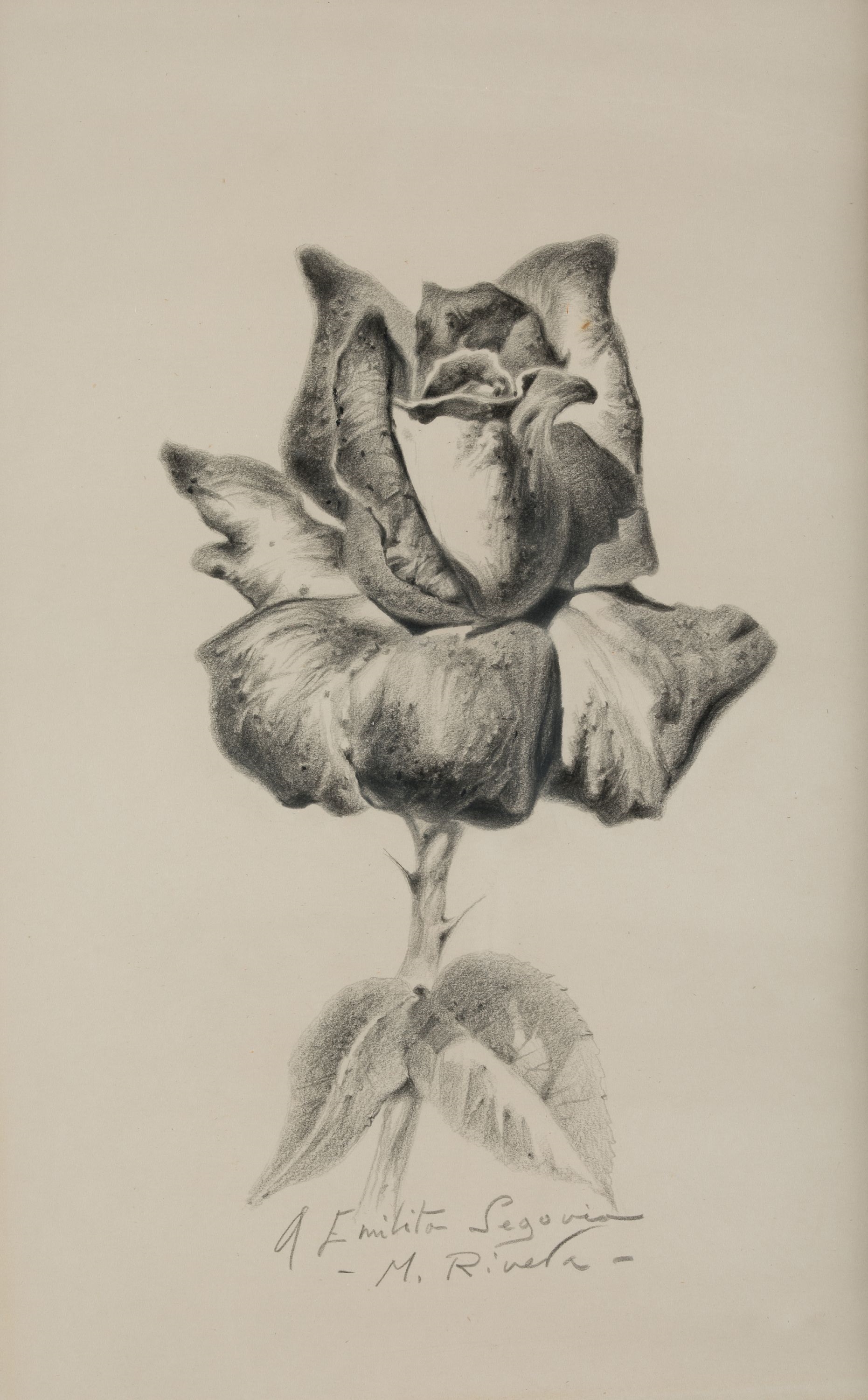 Manuel Rivera | Estudio de flor | MutualArt