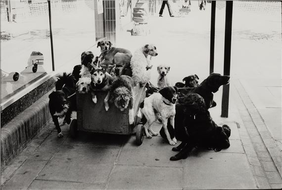 Elliott Erwitt | 'London, England' (Dogs in Cart) (1974) | MutualArt