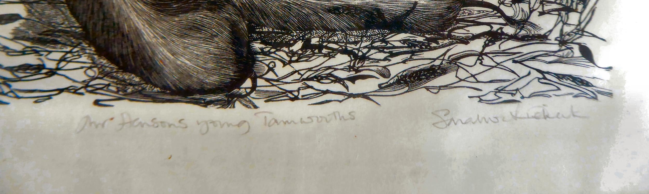 Sarah van Niekerk | Our Hansons Young Tamworths | MutualArt