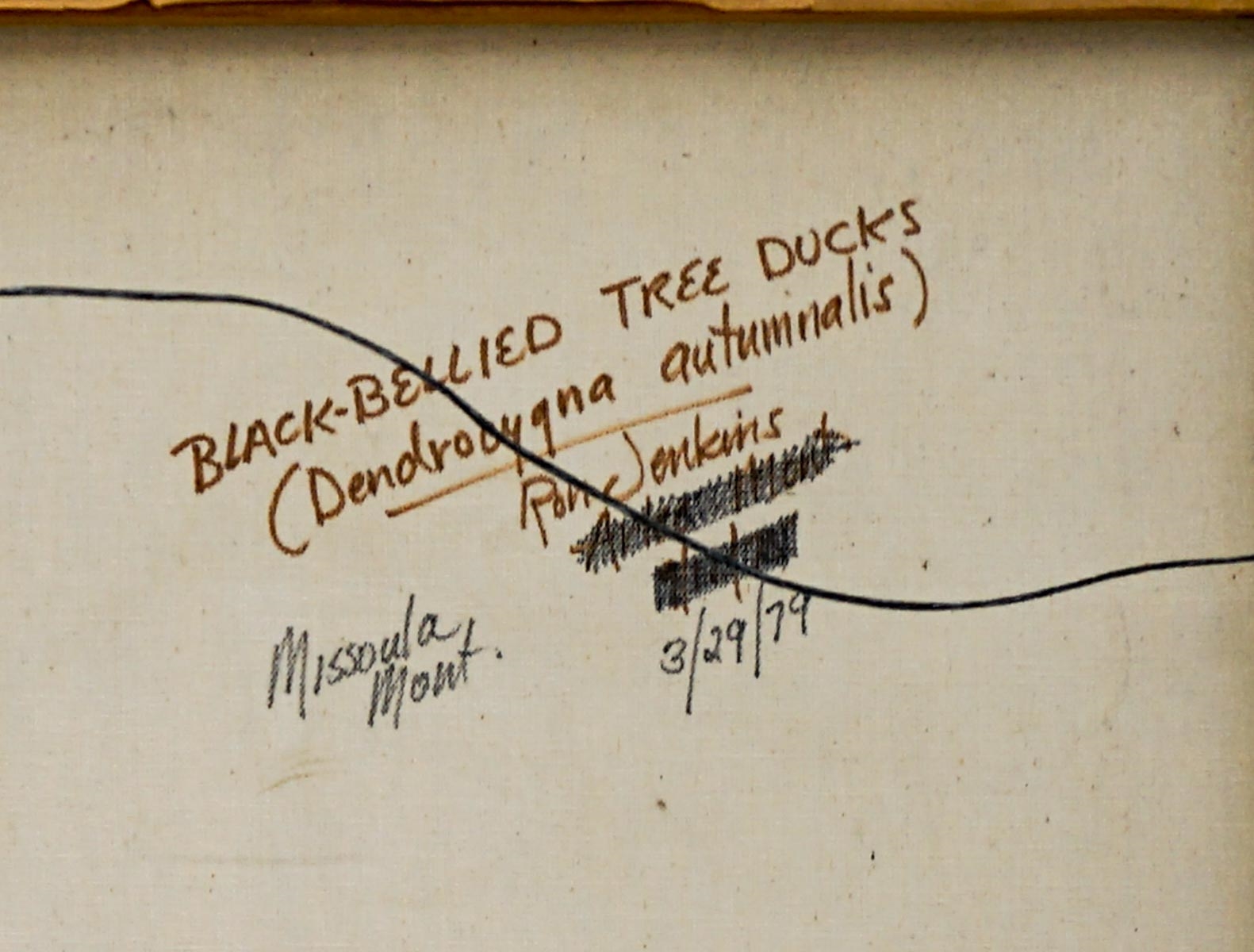 Ron Jenkins | Black Bellied Tree Ducks | MutualArt