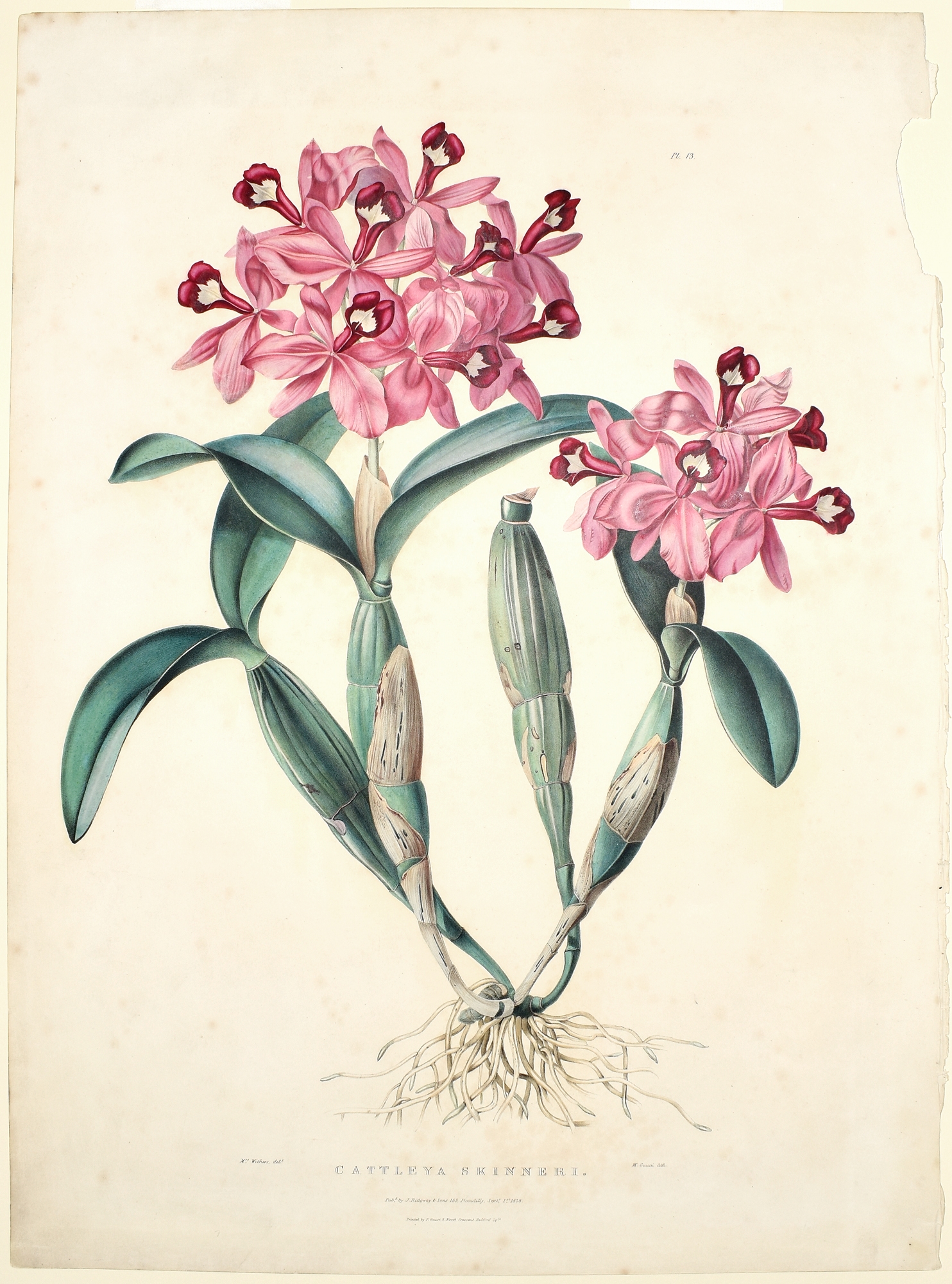 James Bateman | James Bateman lithograph Cattleya Skinneri (The Easter ...