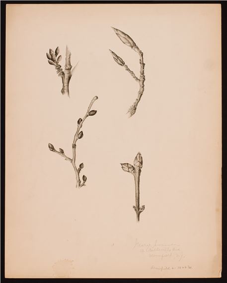 George Swanson | George Alan Swanson Watercolor, Studies of Buds (1934 ...